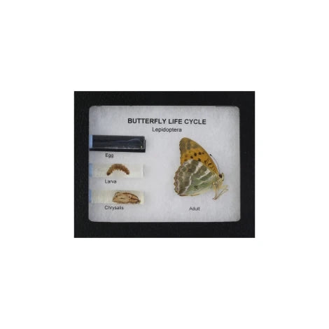Butterfly Metamorphosis & Life Cycle Stages Display