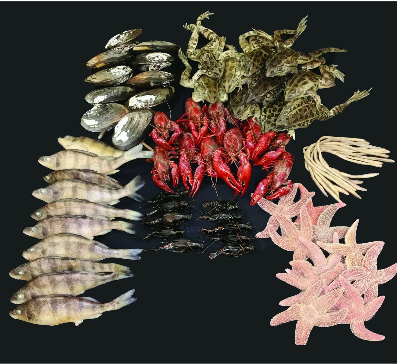 specimen dissection