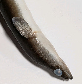 american eel teeth