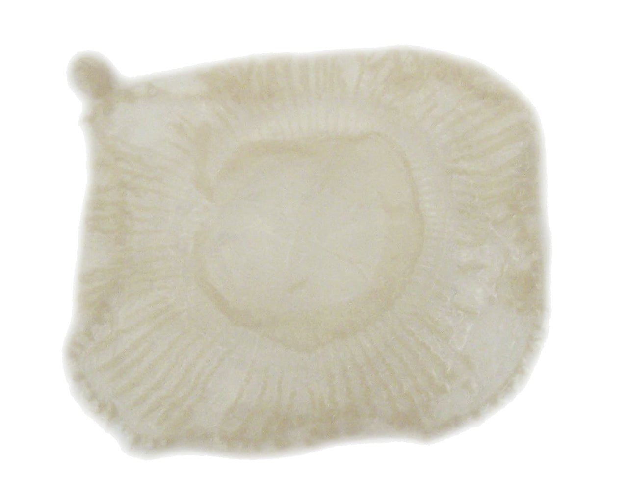 jellyfish dissection