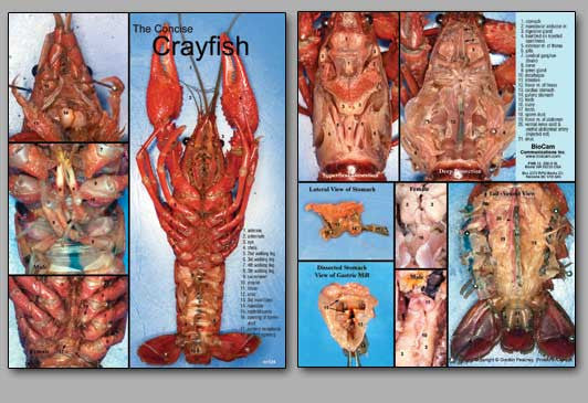 crayfish dissection chart