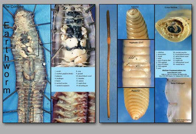 earthworm dissection