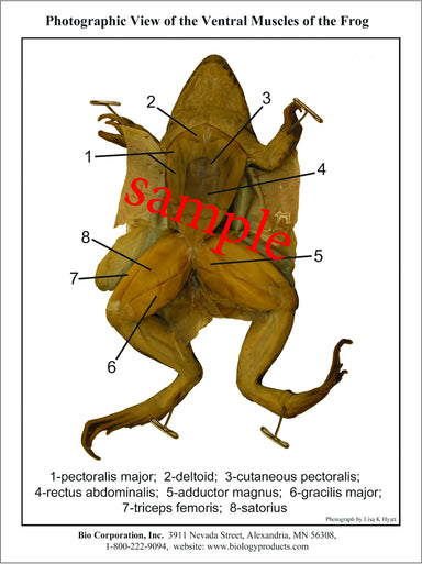 frog anatomy coloring