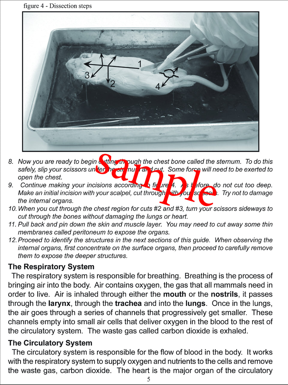 frog dissection worksheet answer key