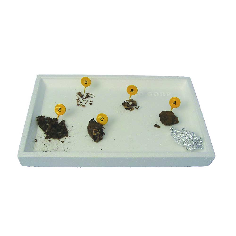 owl pellets for dissection