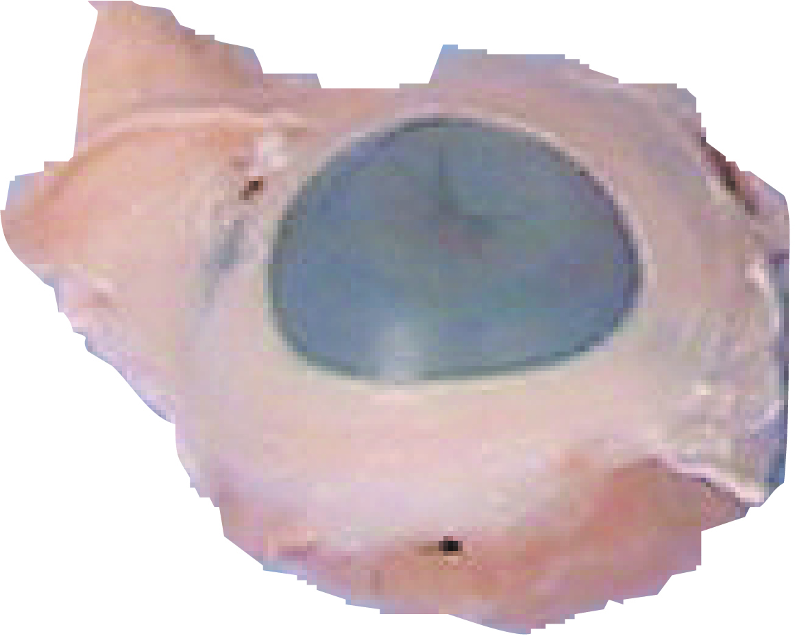 pig eye