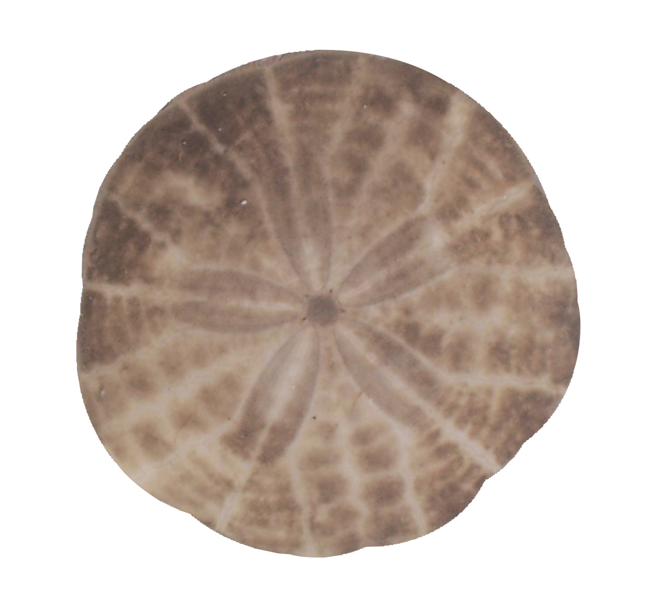 sand dollar dissection