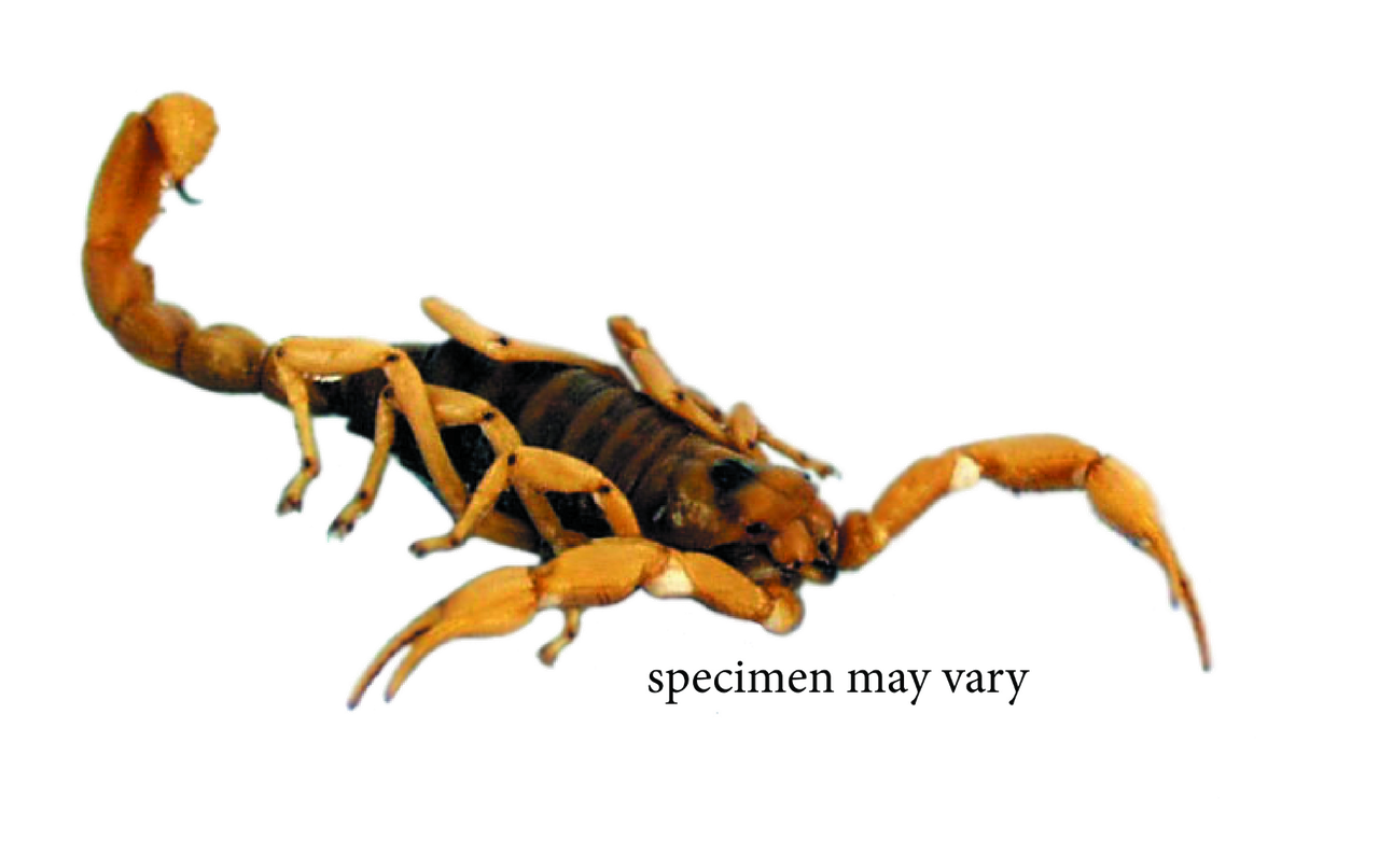 scorpion creature