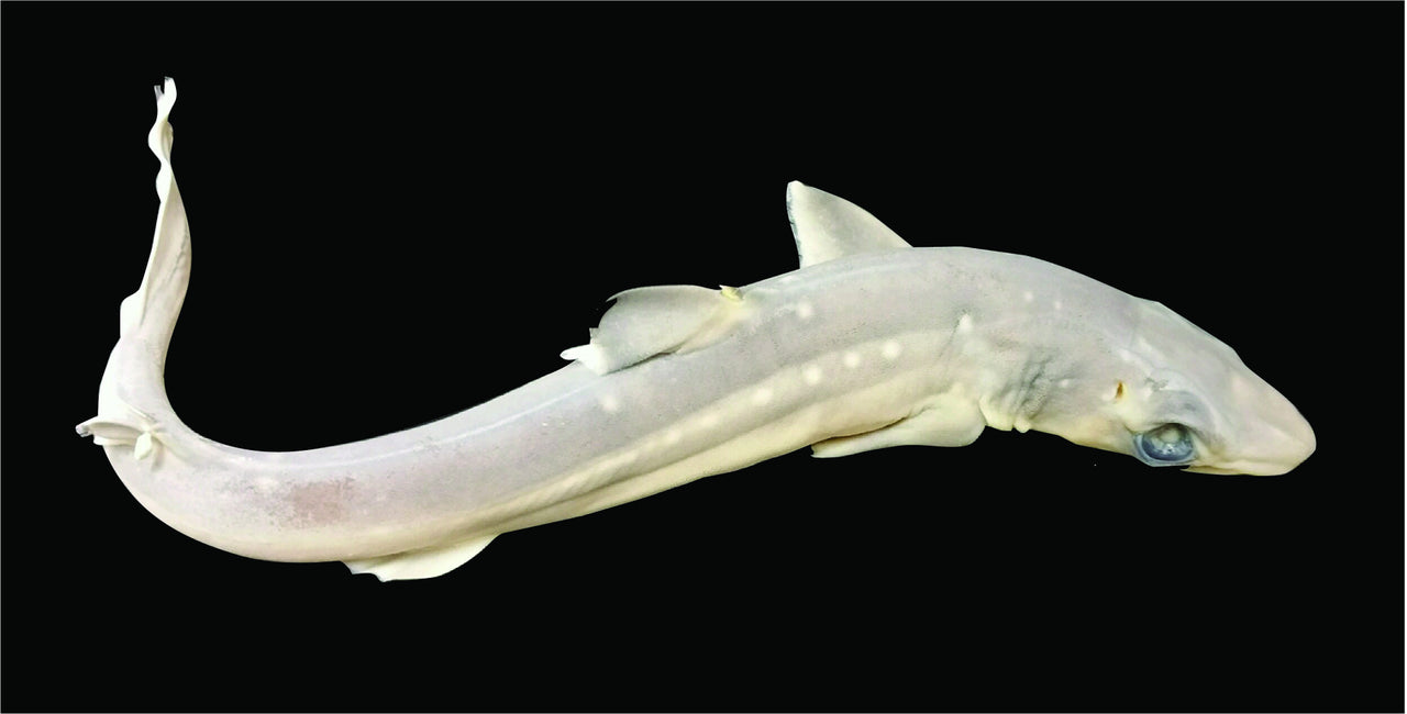 newborn shark