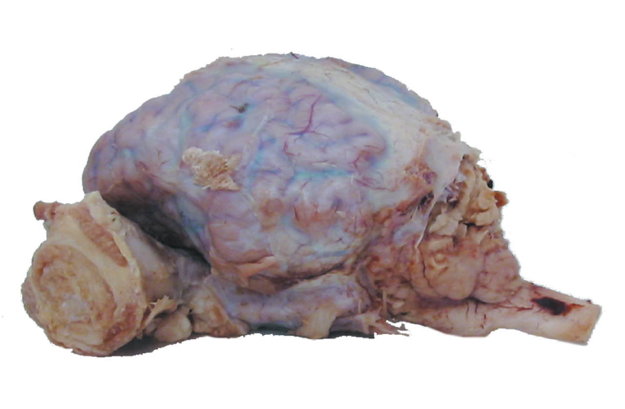 diencephalon sheep