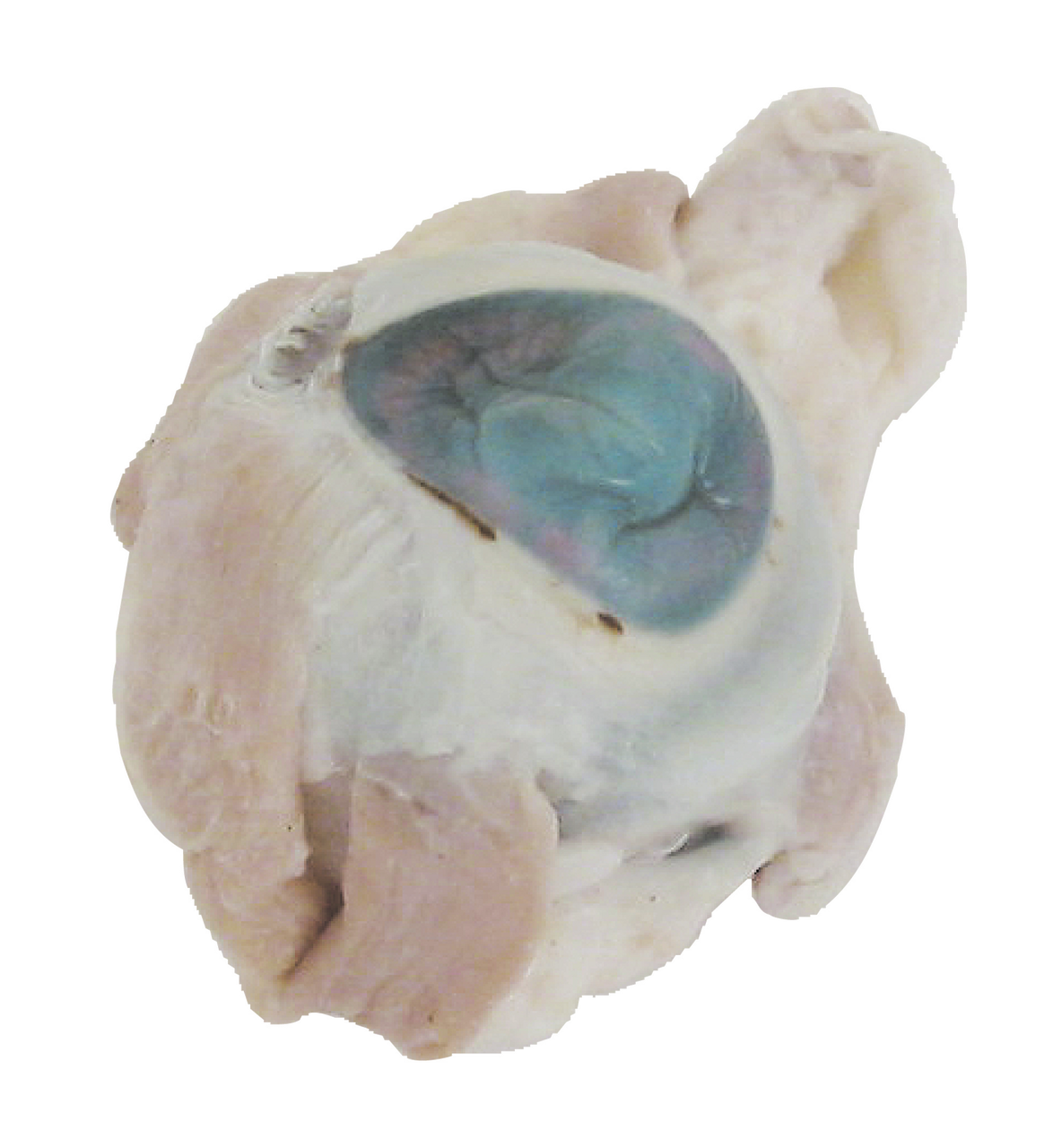 sheep eye dissection