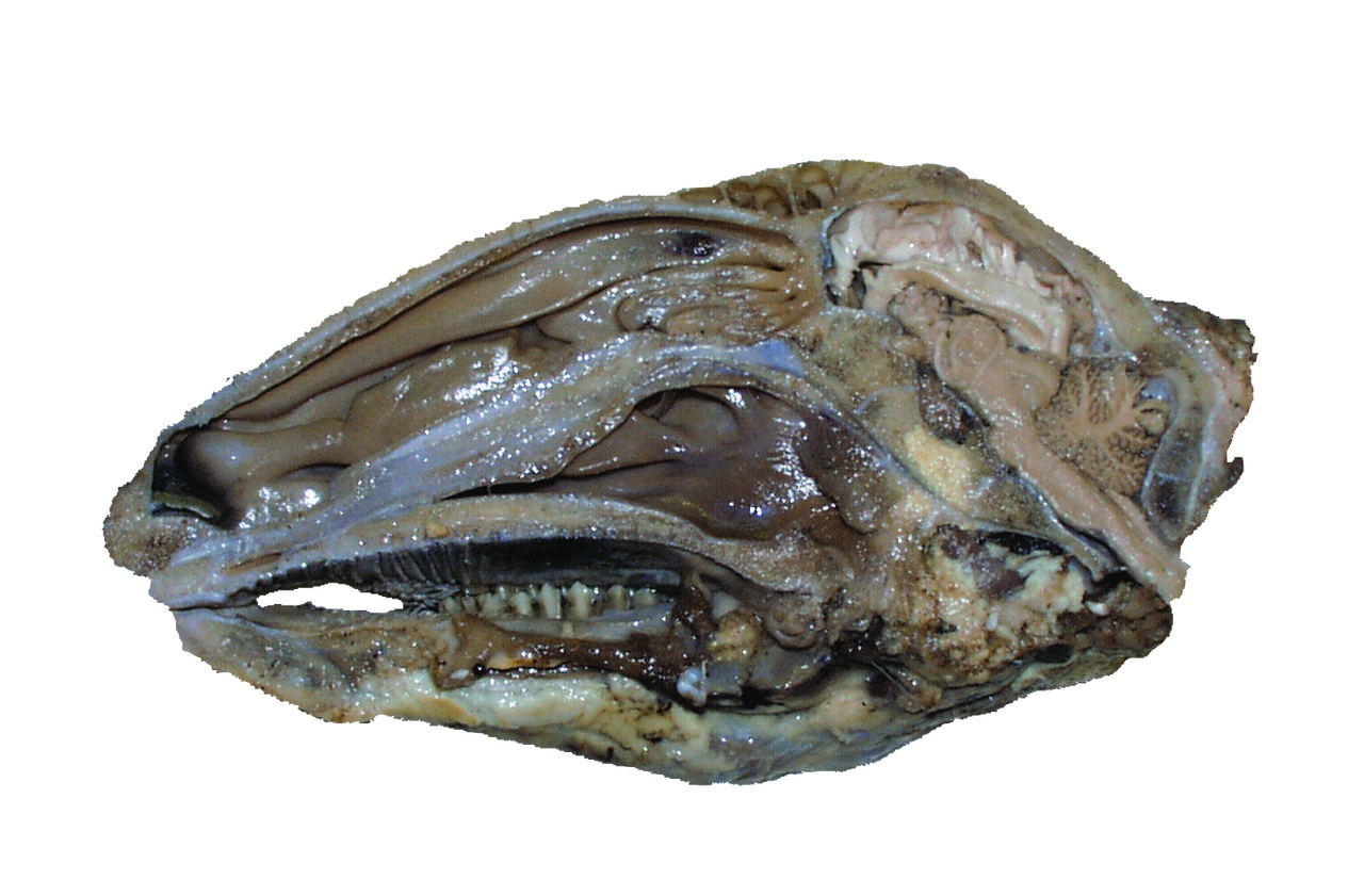 sheep head dissection