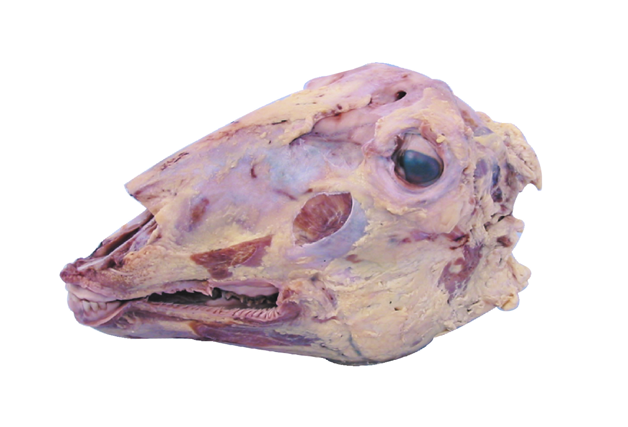 sheep head dissection
