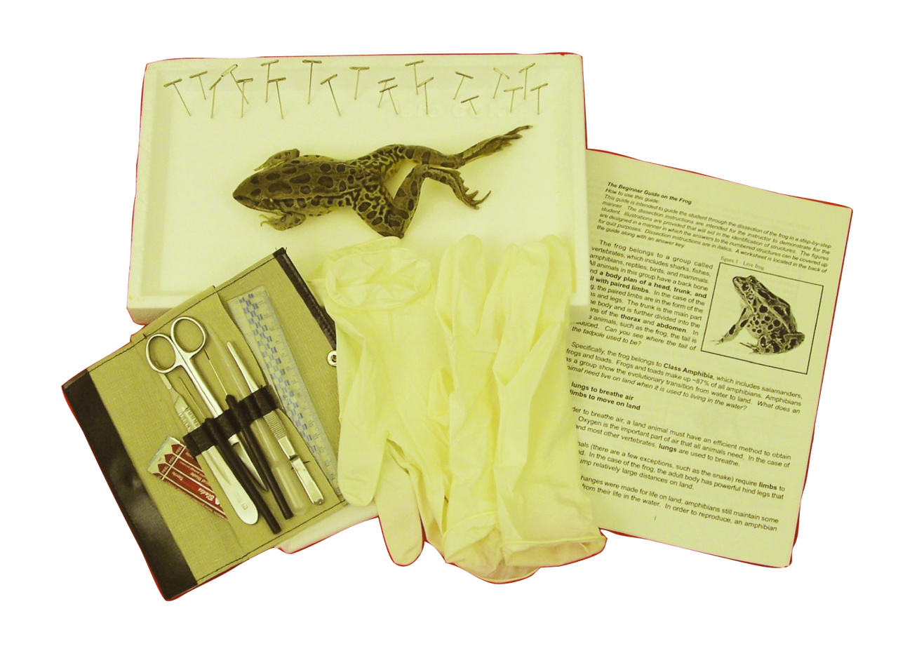 dissect frog kit