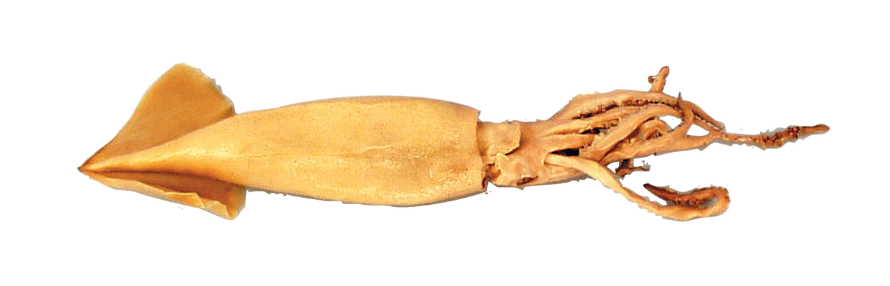 dissection squid