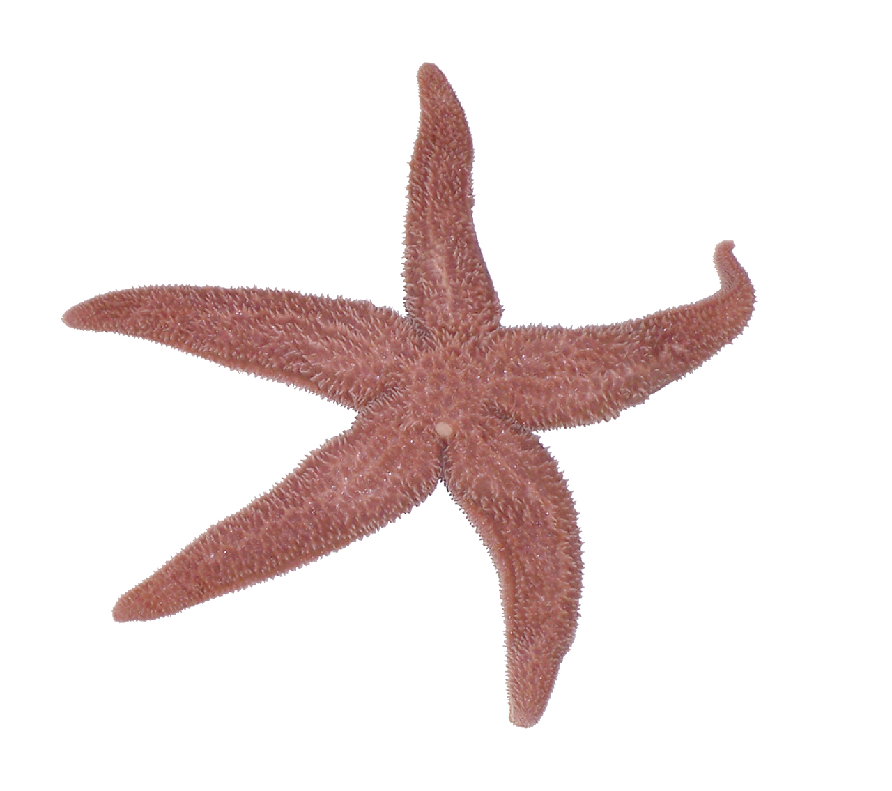 dissection starfish