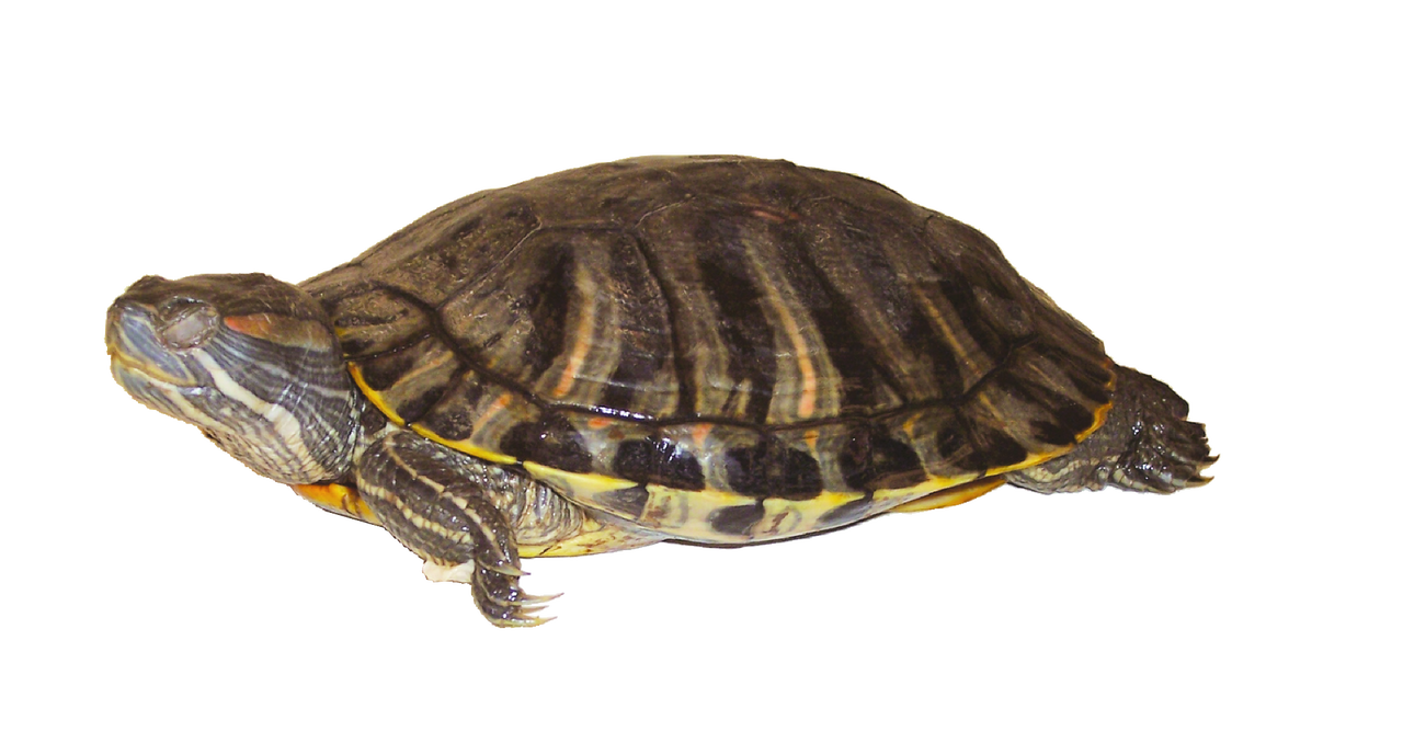 turtle dissection kit