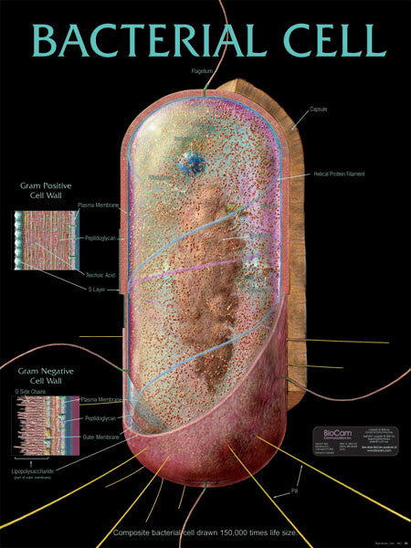 gram negative bacteria chart