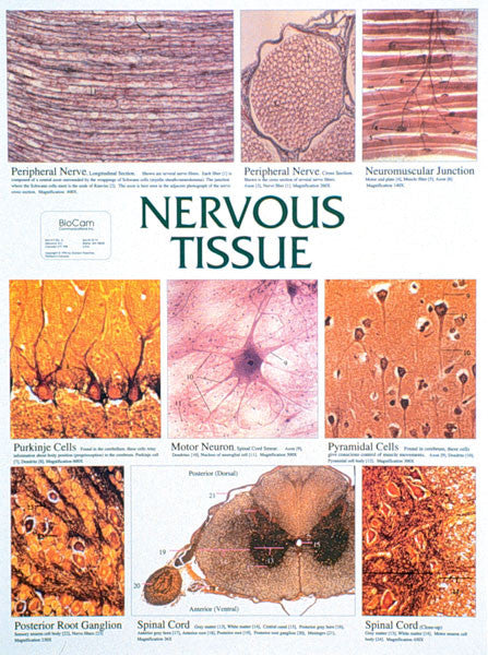 nerve tissue
