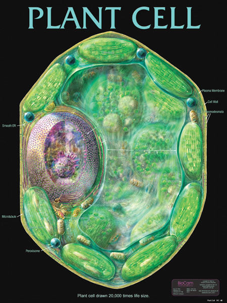 plant cell dimensions