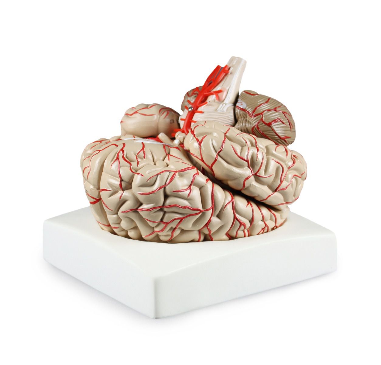 Deluxe Brain with Arteries