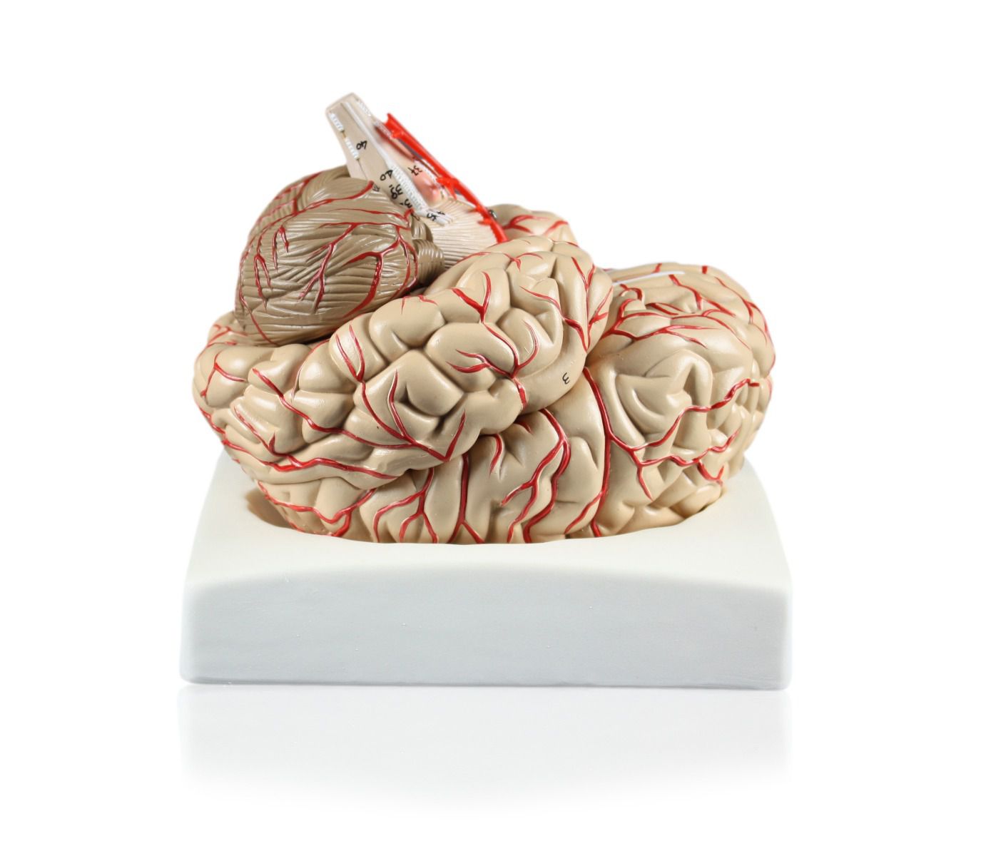 Deluxe Brain with Arteries