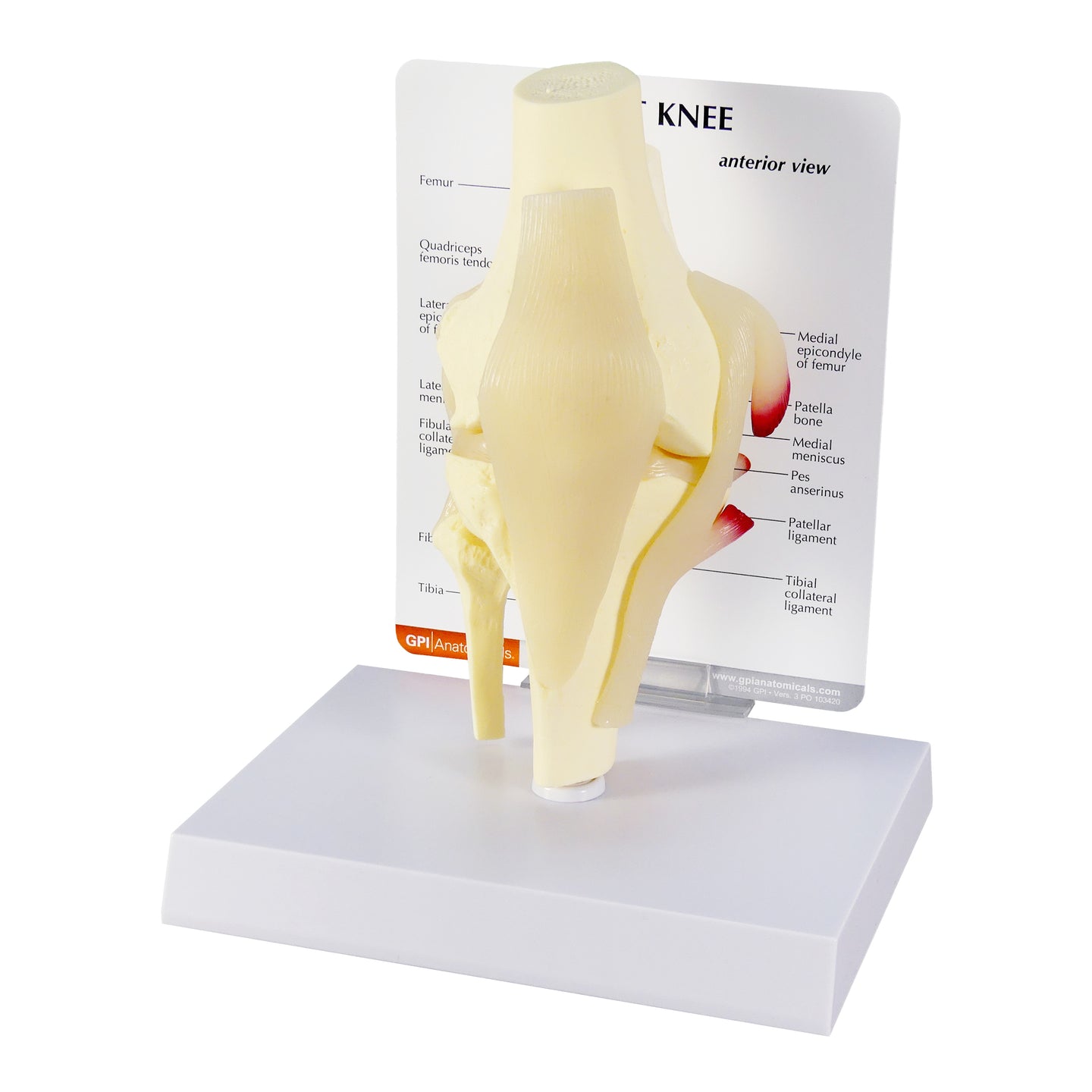 Model - Basic Knee
