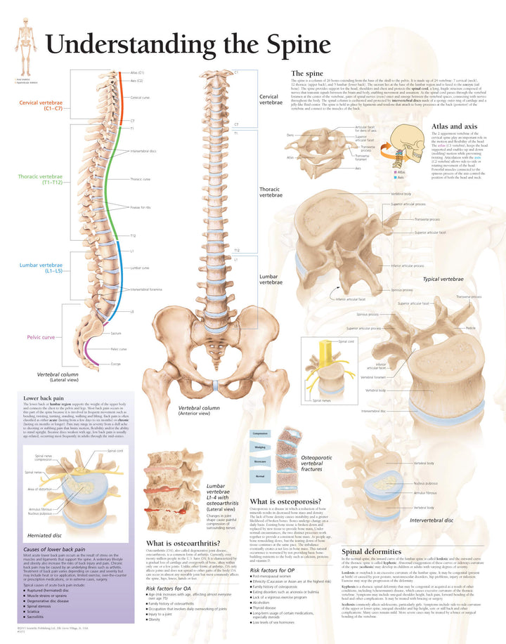 Chart - Understanding Spine – Biology Products