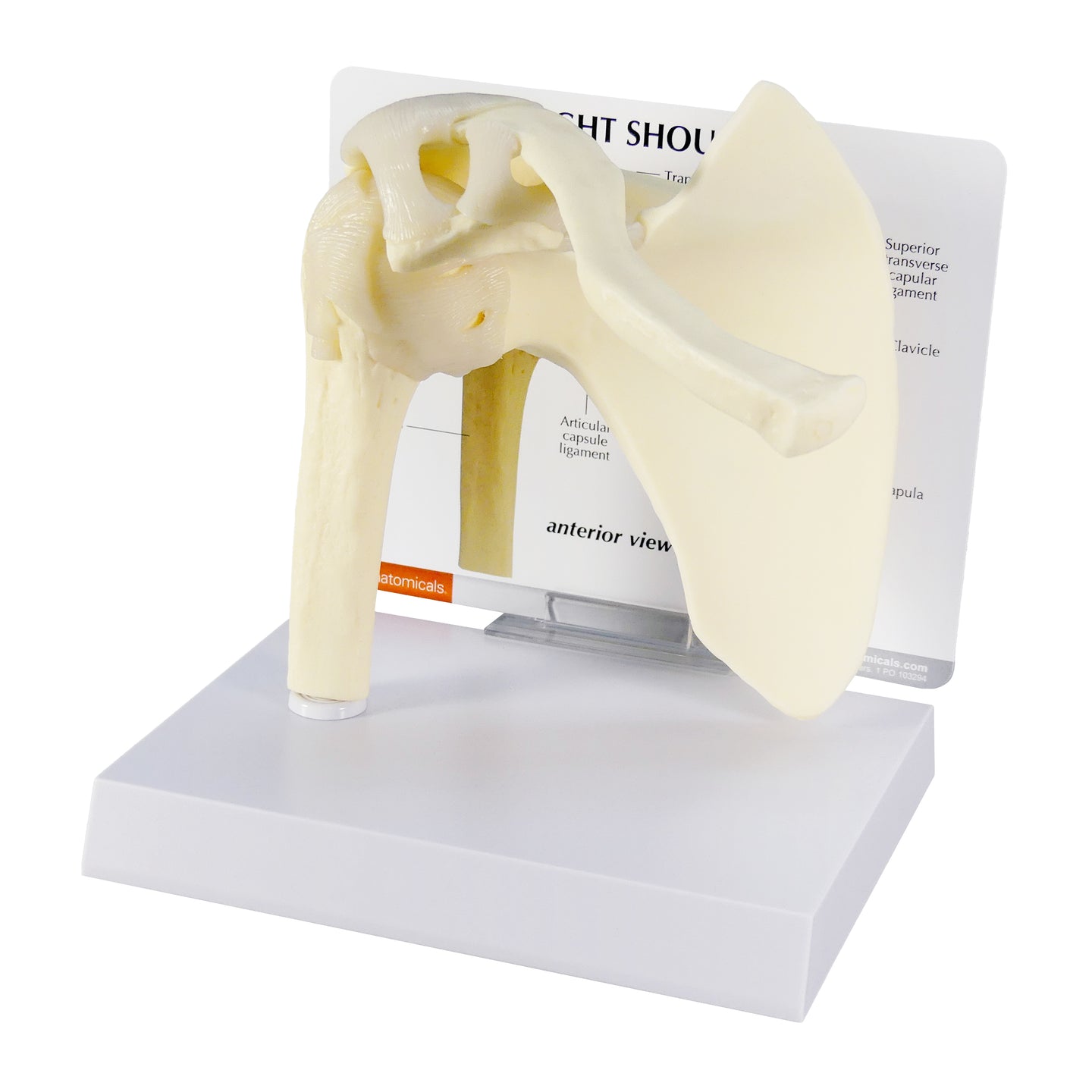 Model - Basic Shoulder