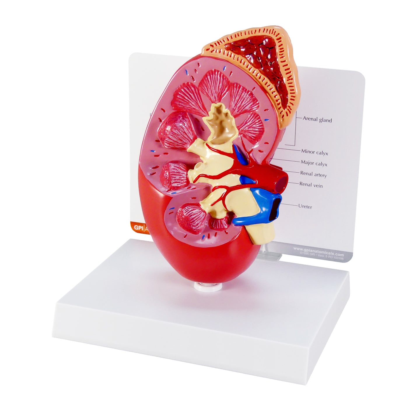 Model - Kidney (Normal)