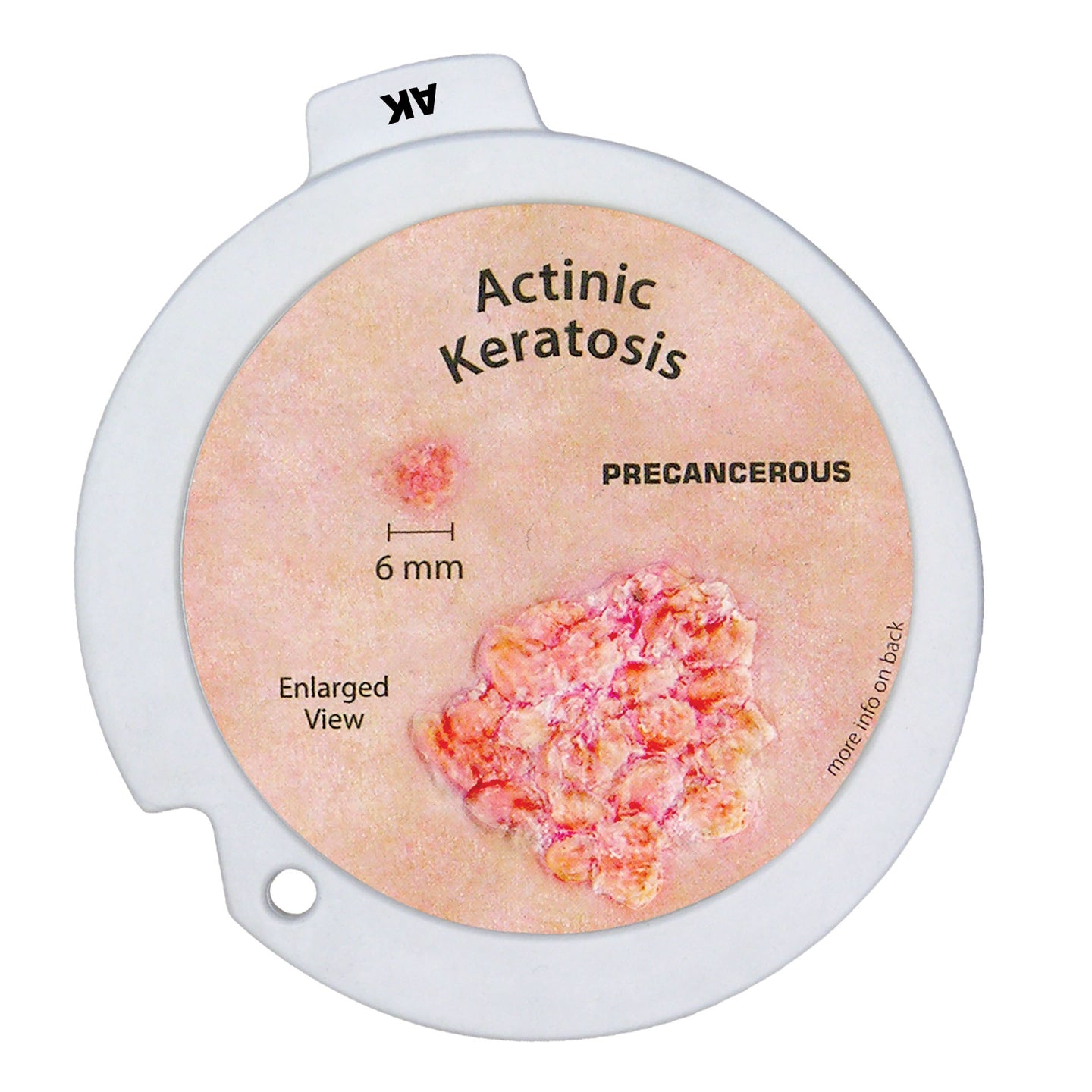 Anatomical Models | 4D Anatomical Models | Bio Corporation – Page 5