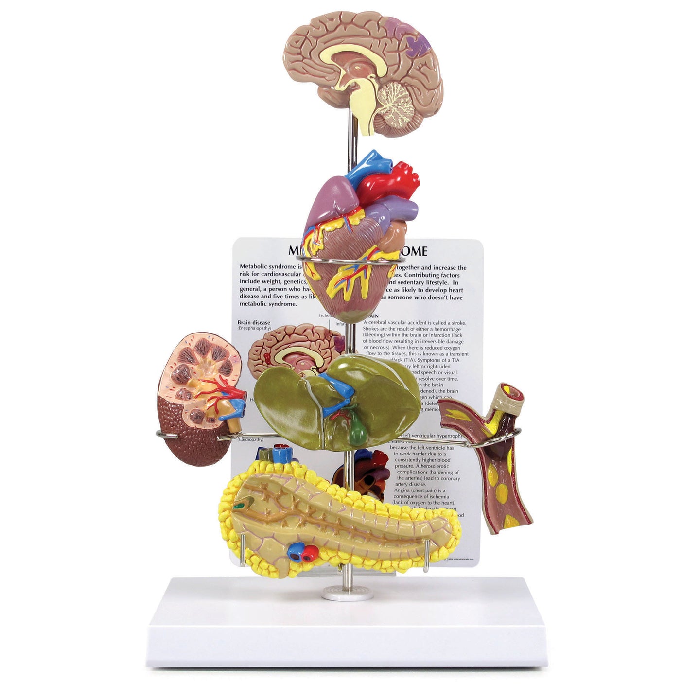 Anatomical Models – Page 5 – Biology Products