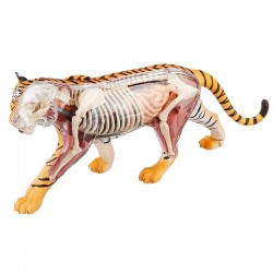 4D Tiger Model