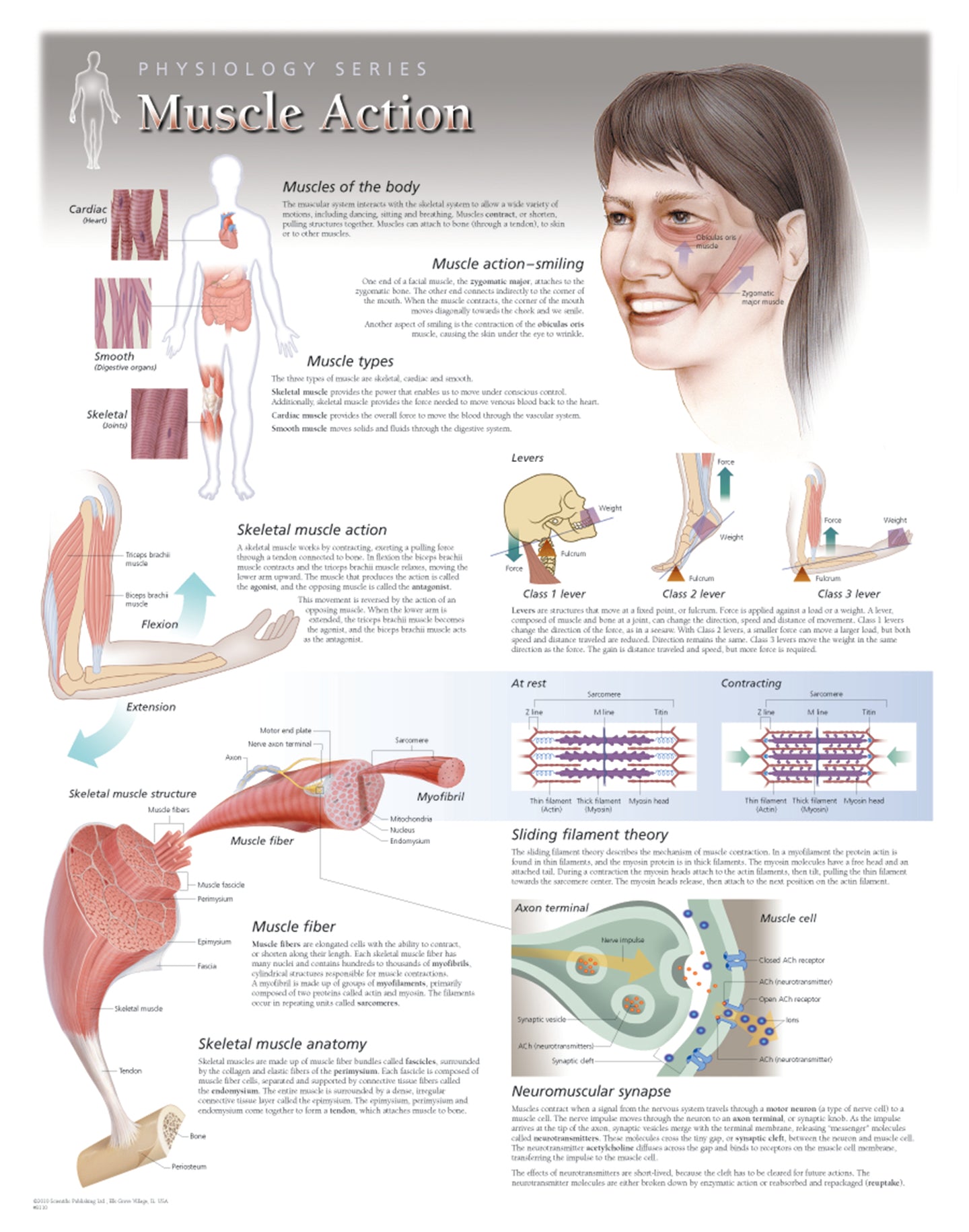 Chart - Muscle Action