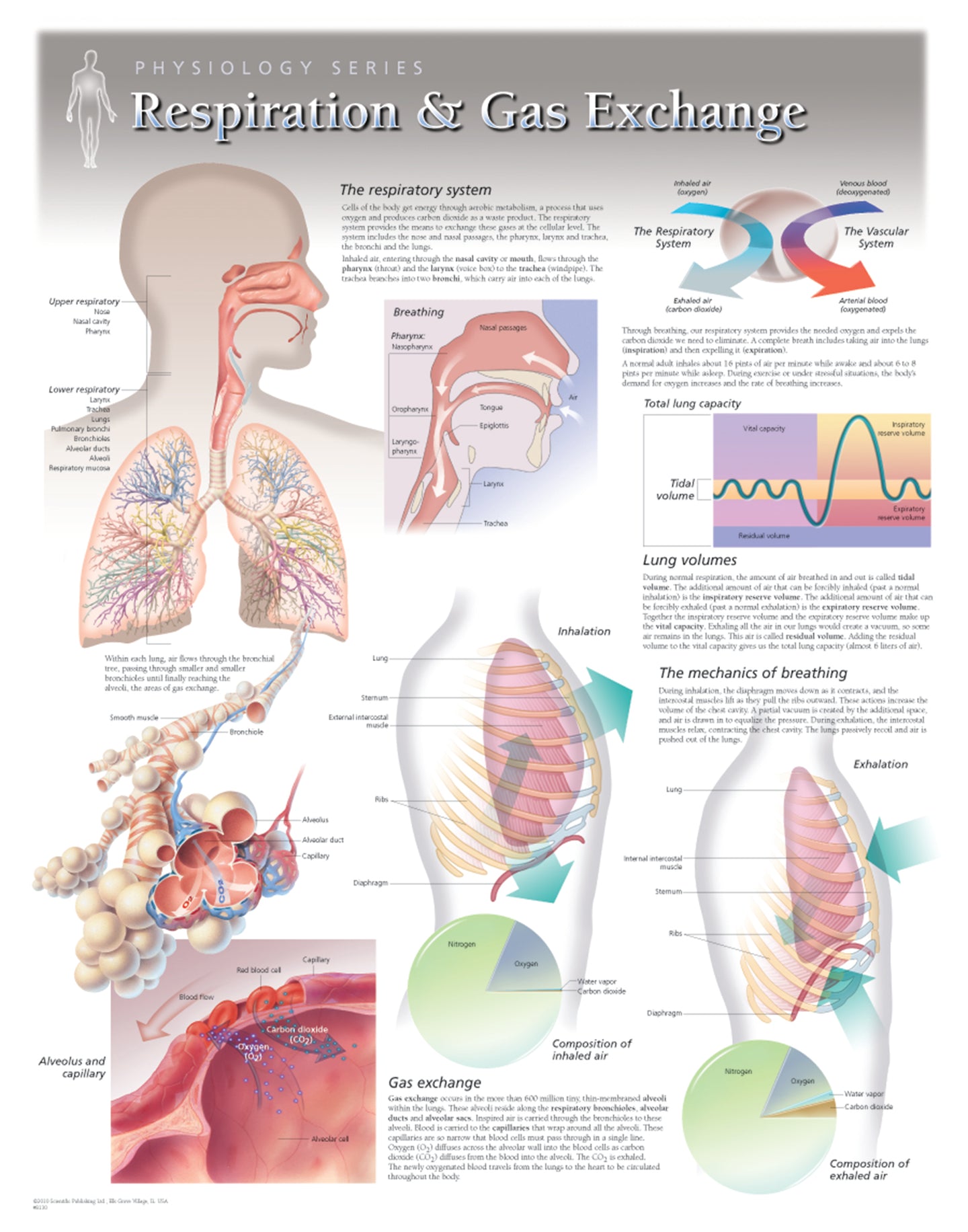 Chart - Respiration & Gas Exchange