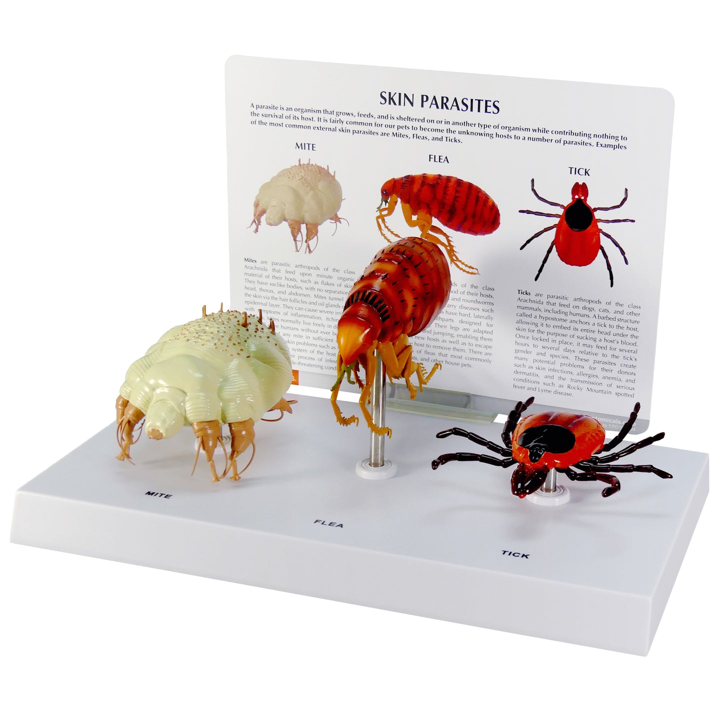 Model - Skin Parasites