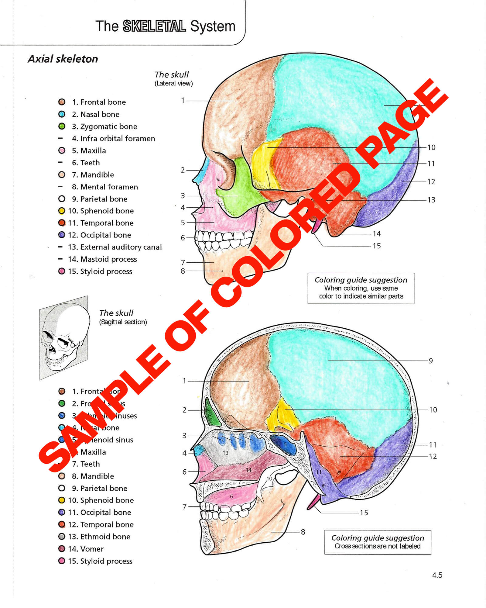 online anatomy coloring book