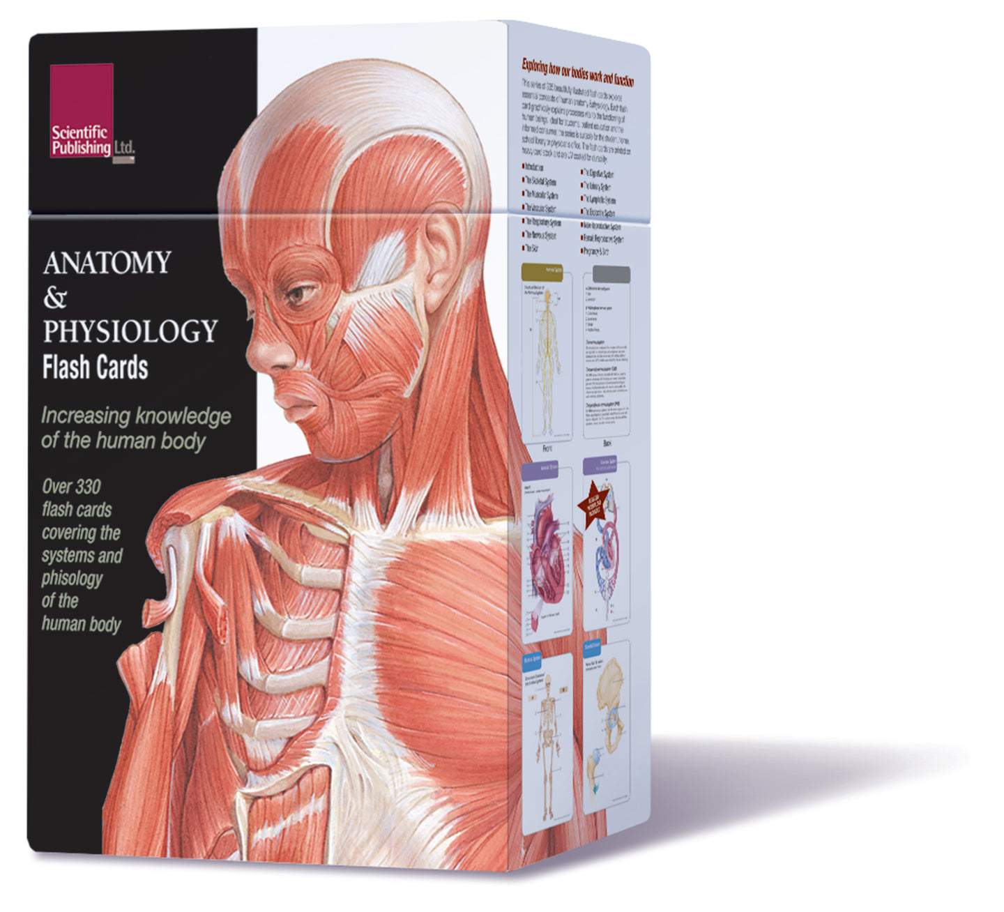 Flash Cards - Anatomy & Physiology Flash Cards