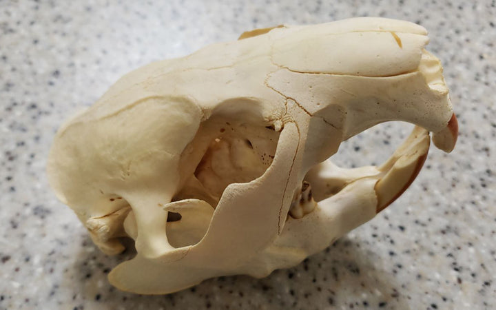 Specimen Displays – Page 2