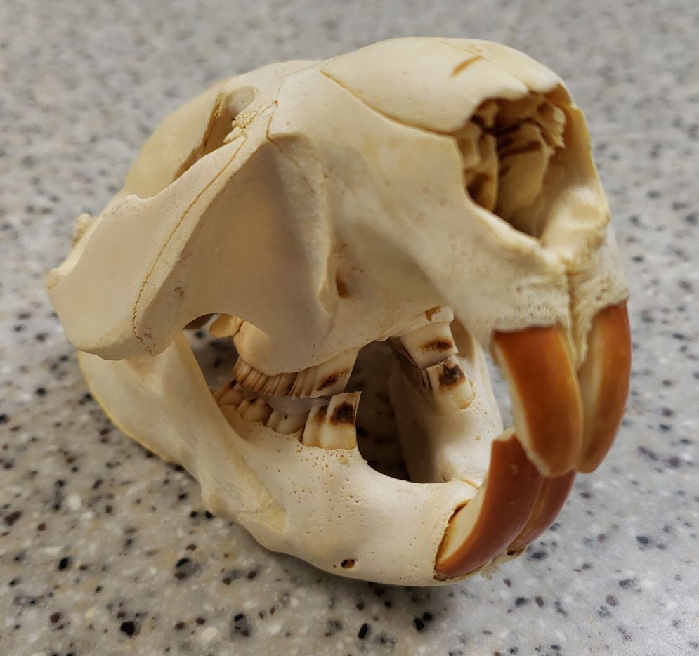 Anatomical Skeleton Models | Bio Corporation