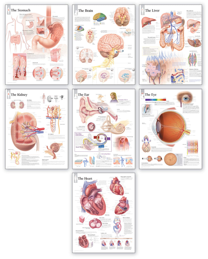 Chart Set - Body Organ Laminated Wall Chart Set
