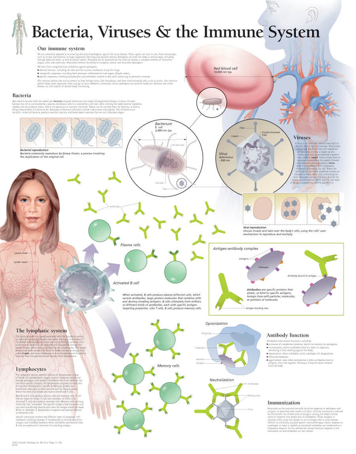 Chart - Bacteria, Viruses & Immune System