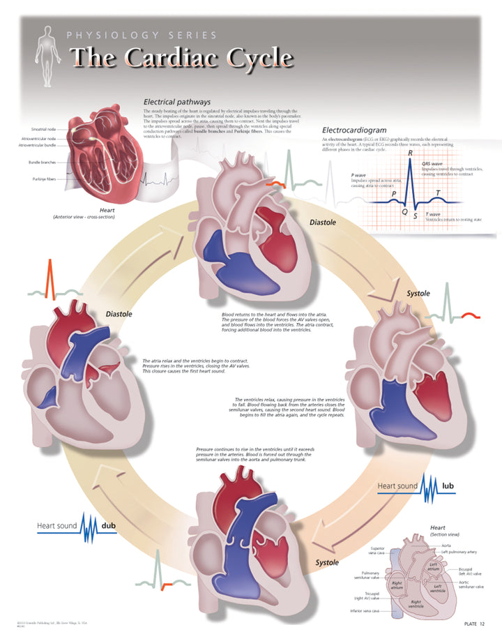 Chart - Cardiac Cycle