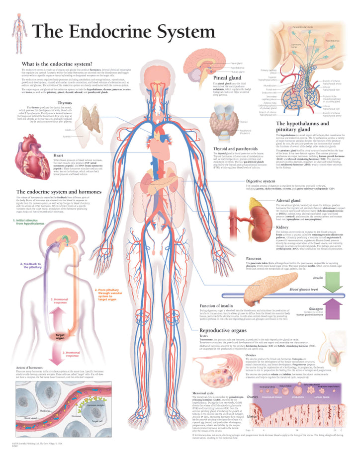 Chart - Endocrine System