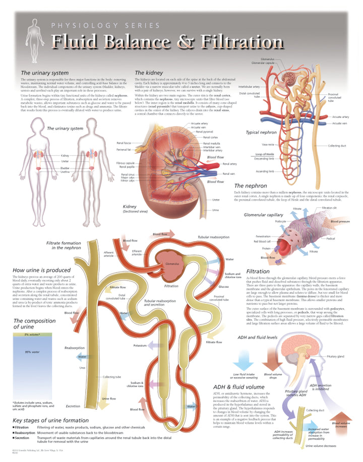 Chart - Fluid Balance & Filtration