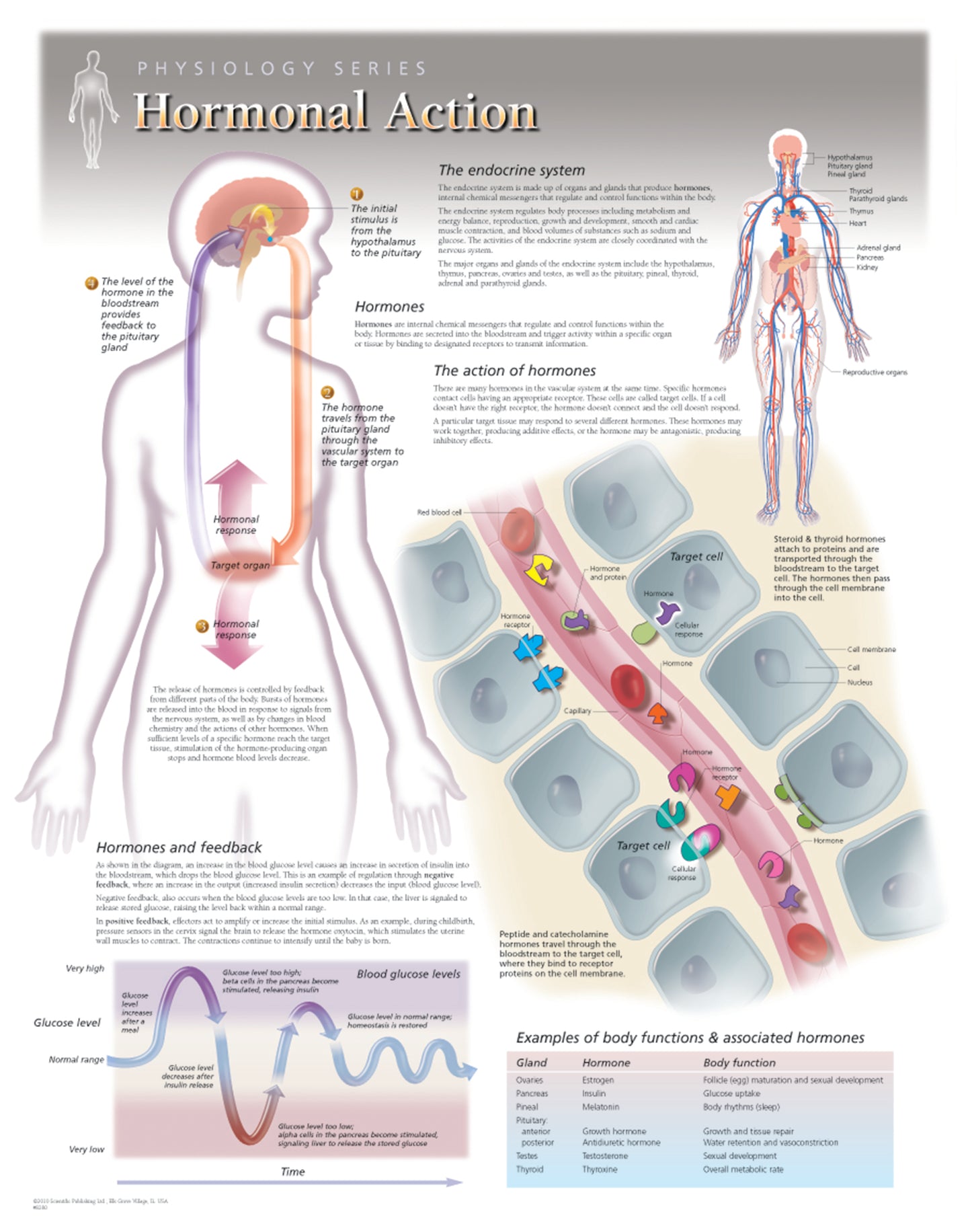 Chart - Hormonal Action