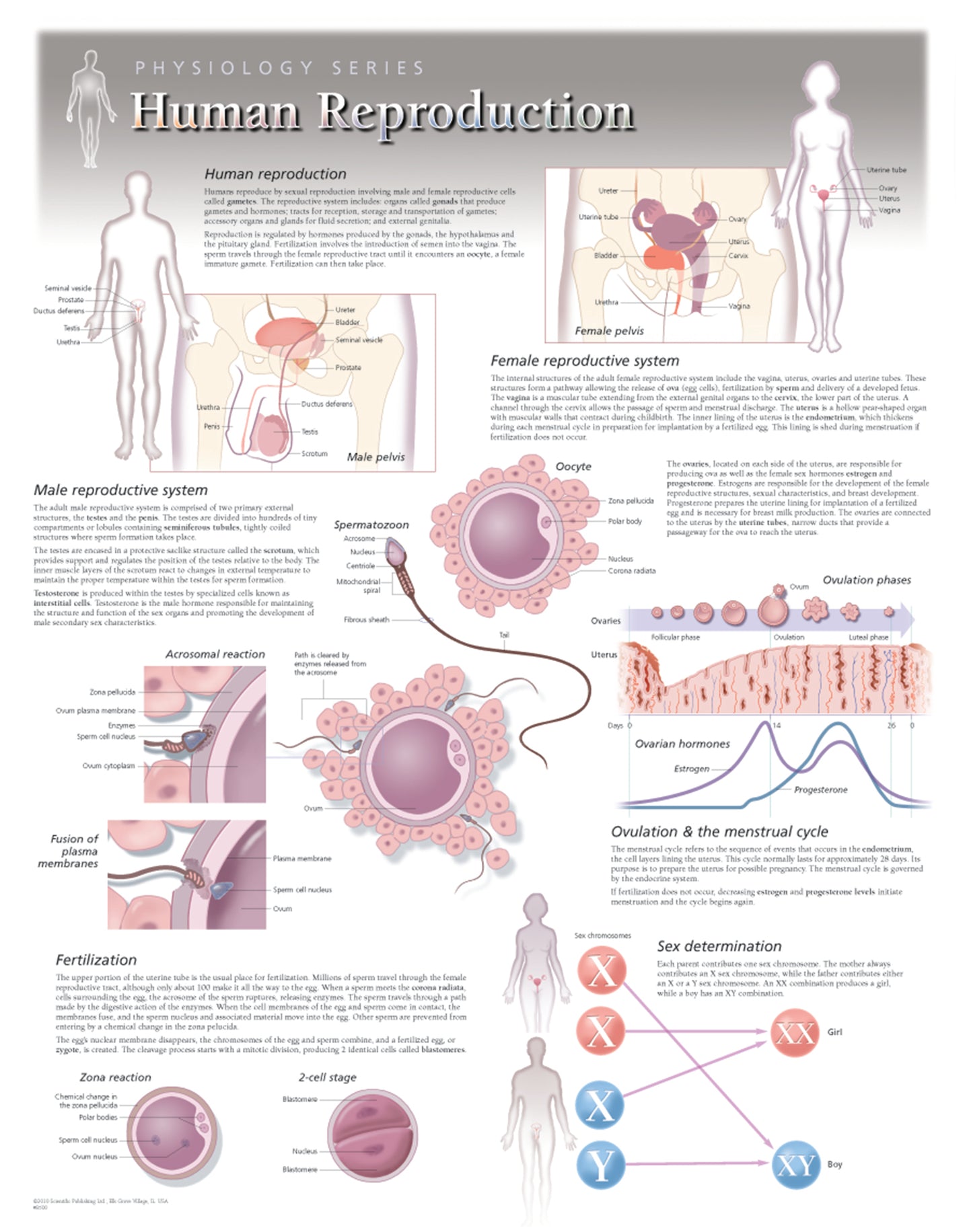 Chart - Human Reproduction