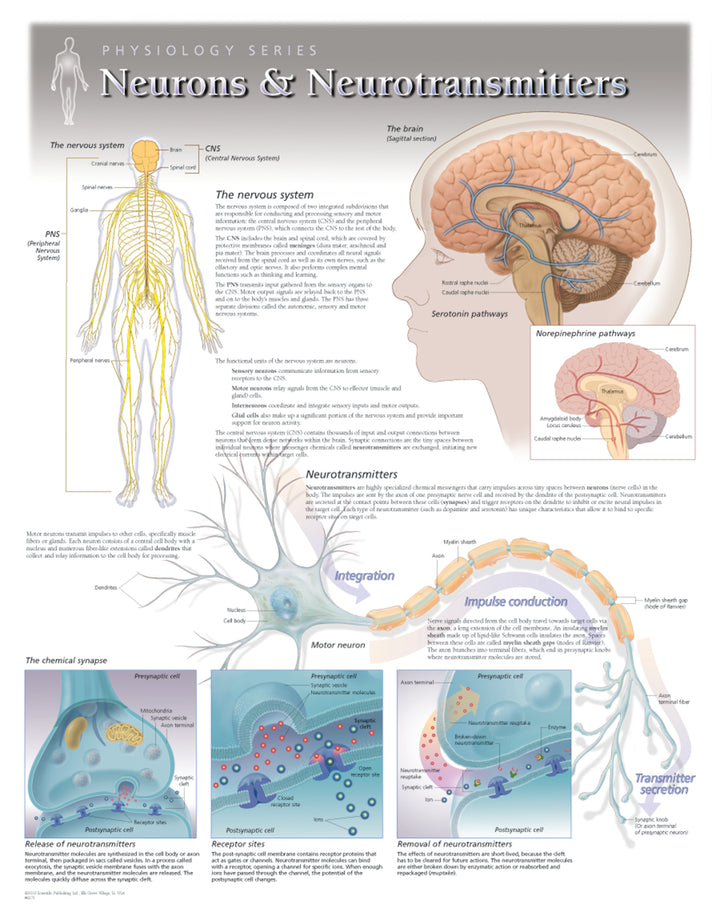 Chart - Neurons & Neurotransmitters