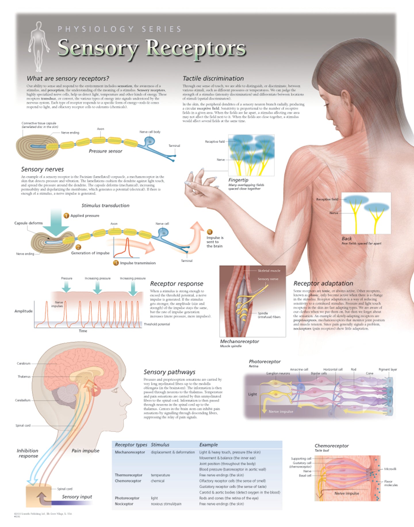 Chart - Sensory Receptors