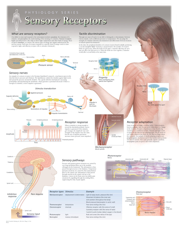 Chart - Sensory Receptors